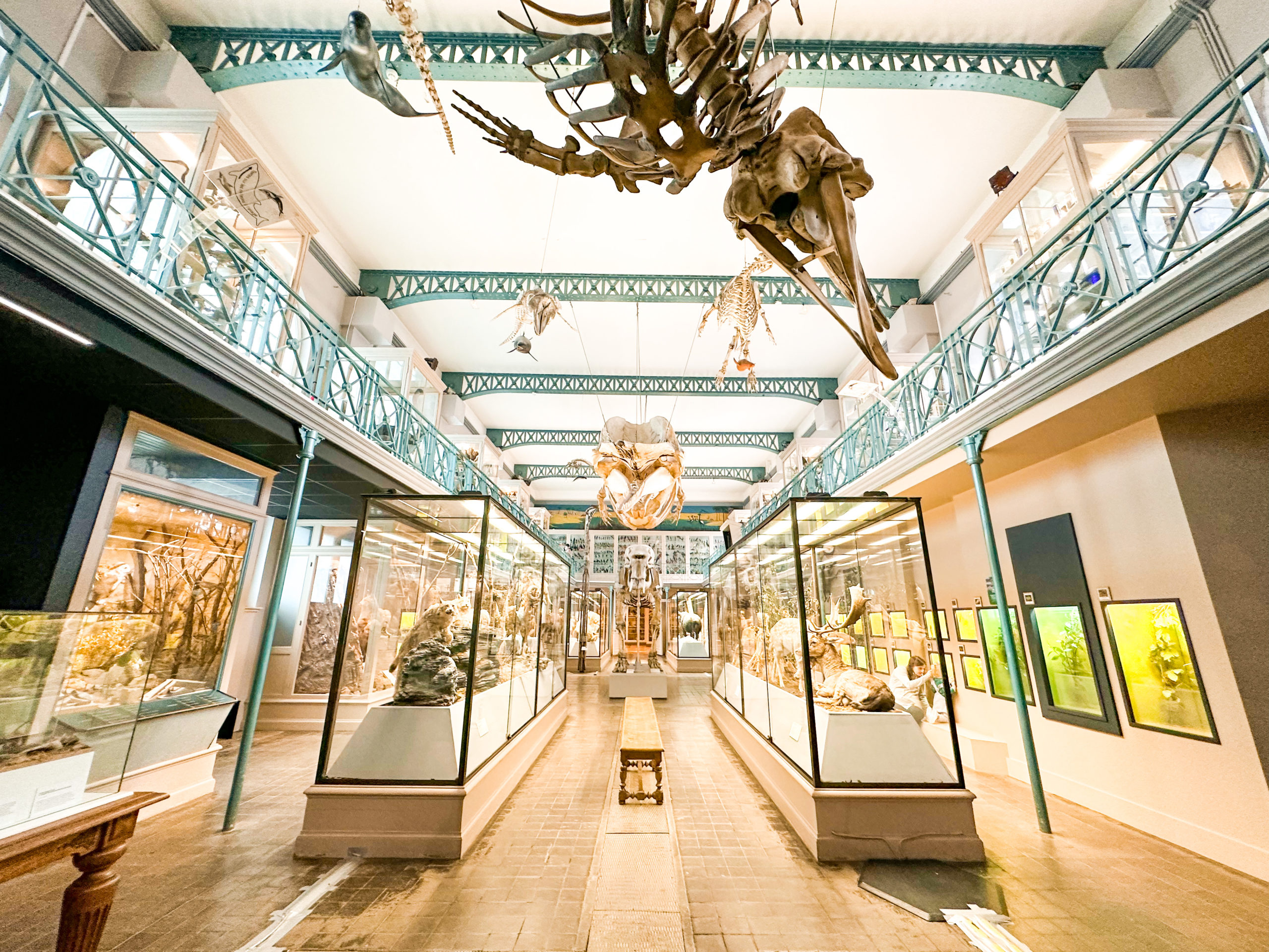 Le Musée d'Histoire Naturelle de Lille - Lille By Mat